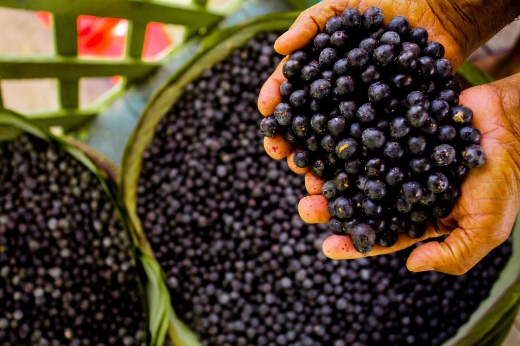 Açaí: conheça a versatilidade do alimento - Fundação Cargill Açaí: conheça a versatilidade do alimento - Fundação Cargill